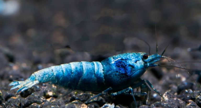 Tipos de gambas de agua dulce - Gambas pa el acuario