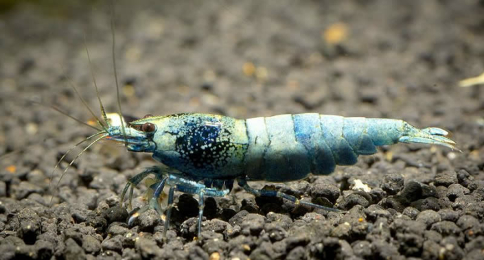 Tipos de gambas de agua dulce - Gambas pa el acuario