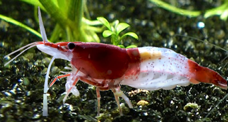 Tipos de gambas de agua dulce - Gambas pa el acuario