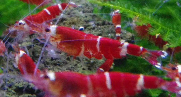 Tipos de gambas de agua dulce - Gambas pa el acuario