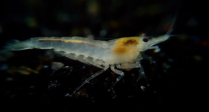 Tipos de gambas de agua dulce - Gambas pa el acuario